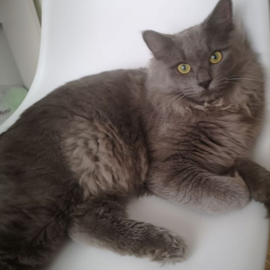 Котенок 10 месяцев