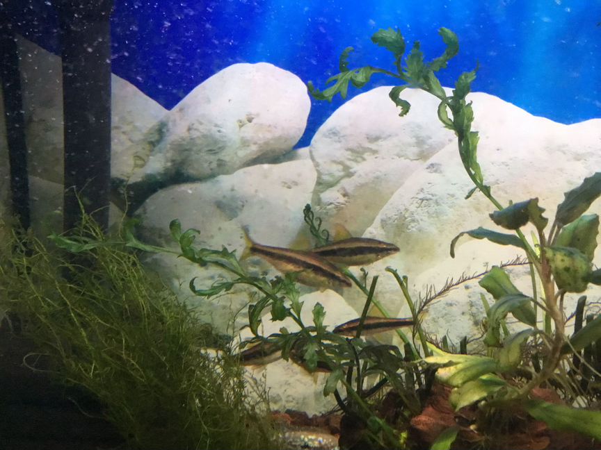 Сиамские водорослееды