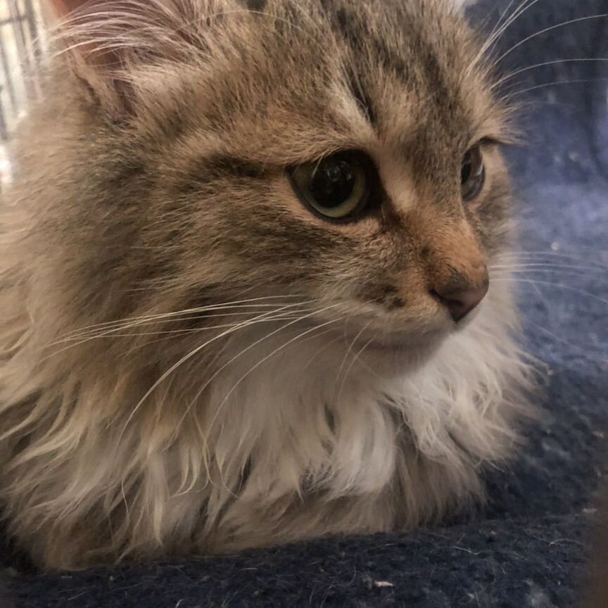 Котеночек