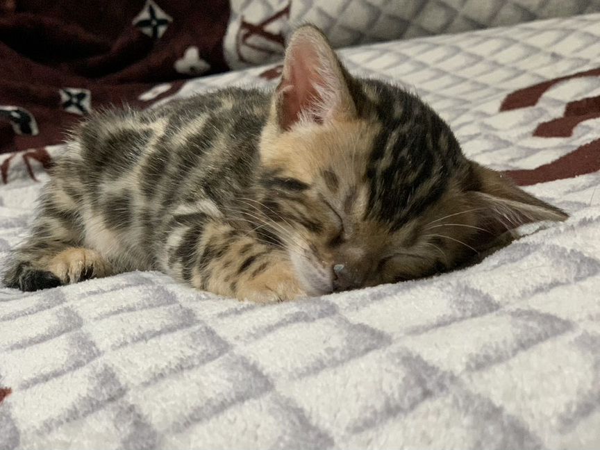 Бенгальская красотка