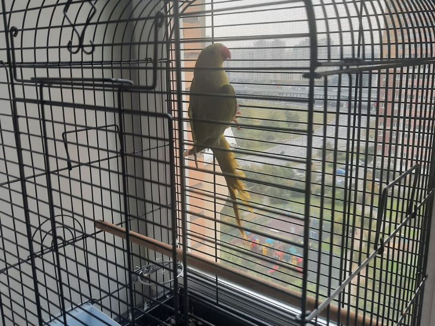 Ожереловый попугай птенцы