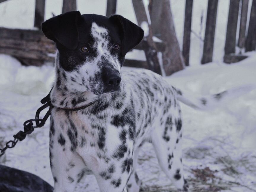 Далматинец