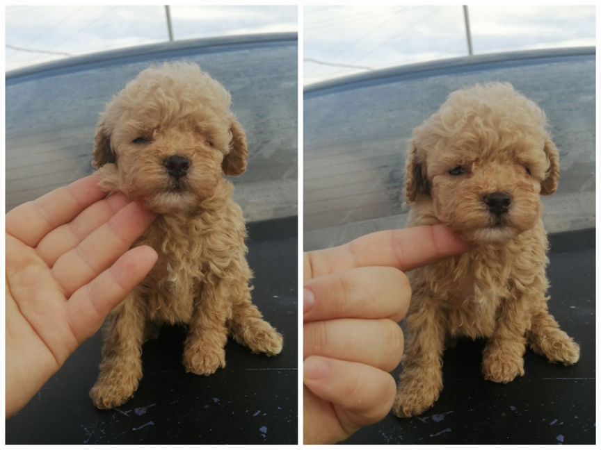Той-пудель micro барашек