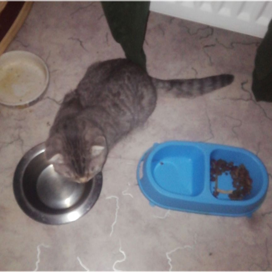 Кошка вислоухая британка