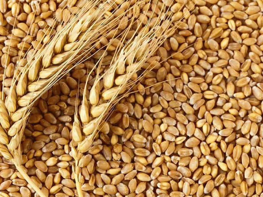 Зерно пшеница