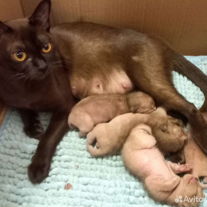 Бурманские котята Бронирование