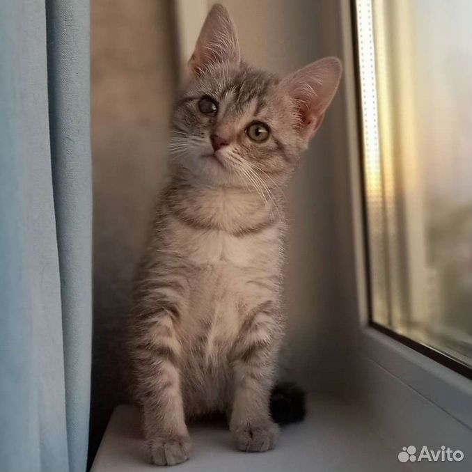 Котенок Милла очень мила)