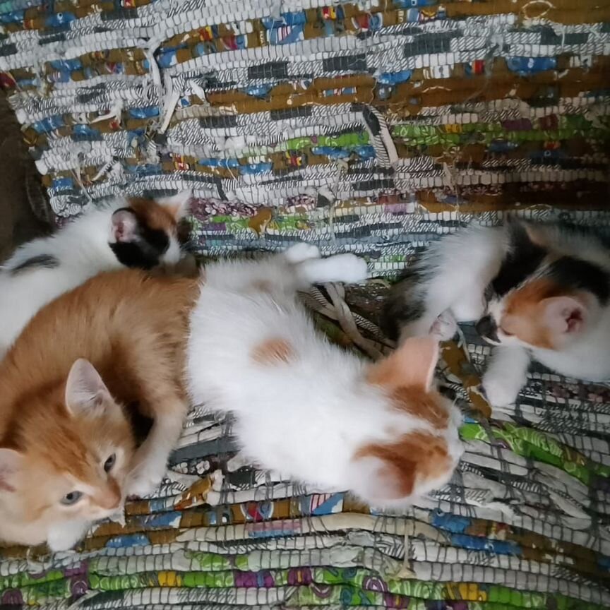 Котята в добрые руки бесплатно