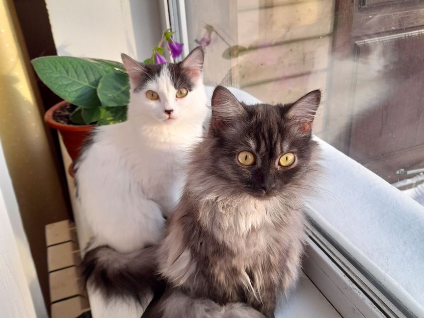 Кошки