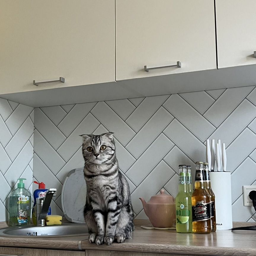 Шотландская вислоухая кошка бесплатно