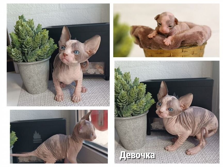 Канадский сфинкс кошечка котенок