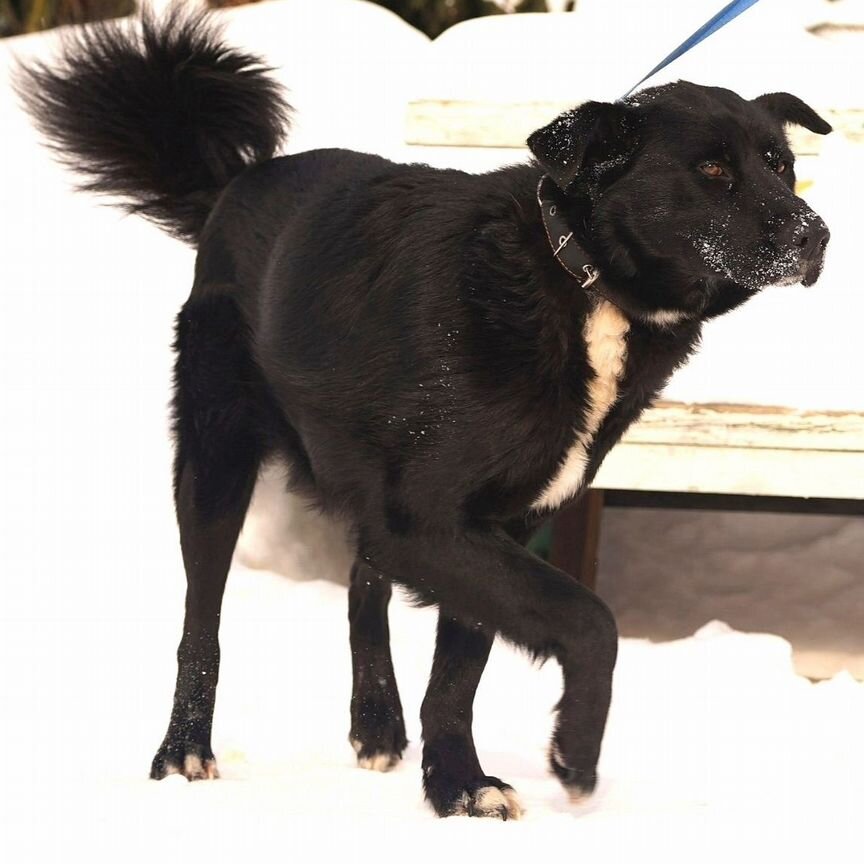 Щенок в добрые руки