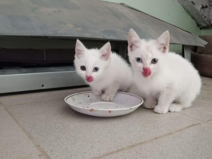 Отдам белых котят с разноцветными глазками