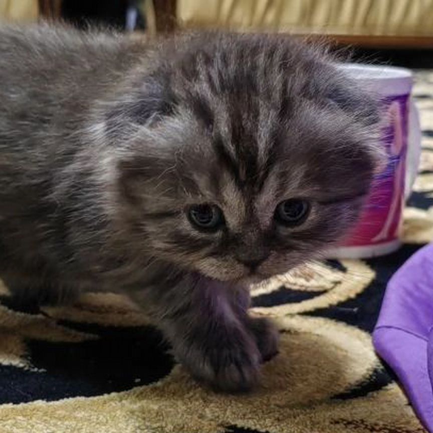 Шотландский вислоухий короткошёрстный котёнок