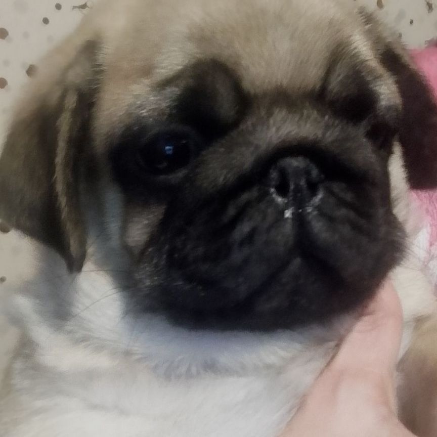 Мопс, щенок