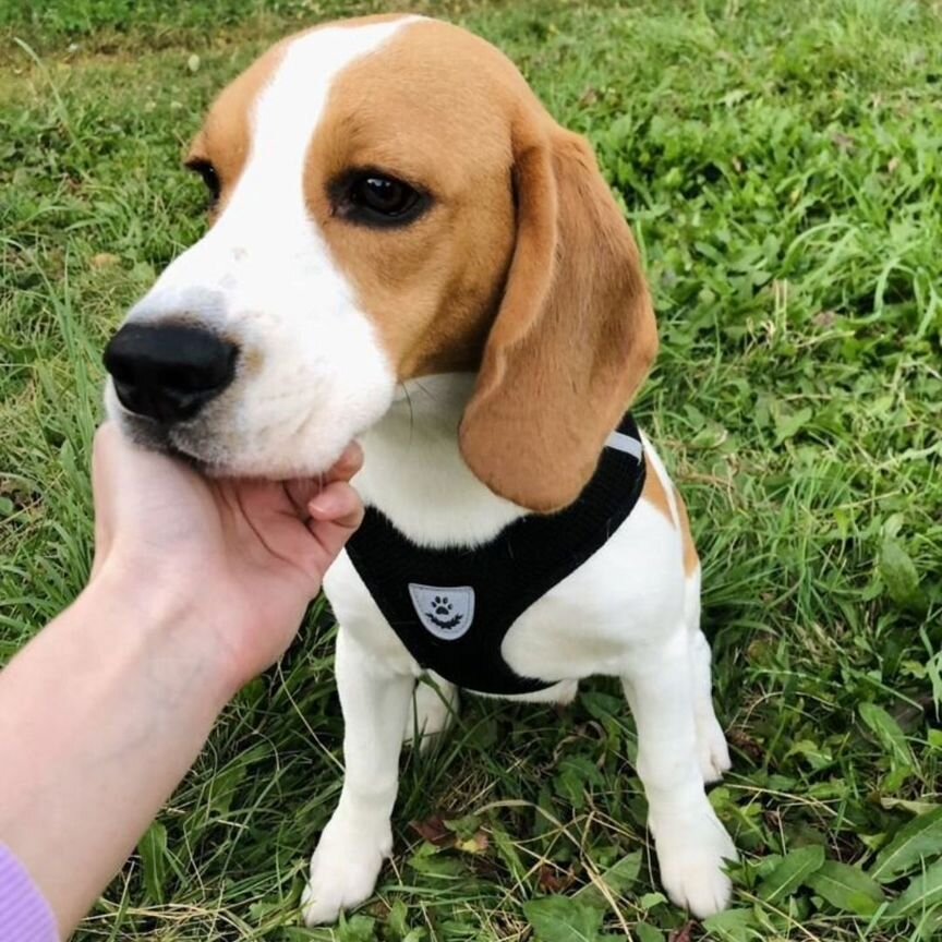 Бигль щенок