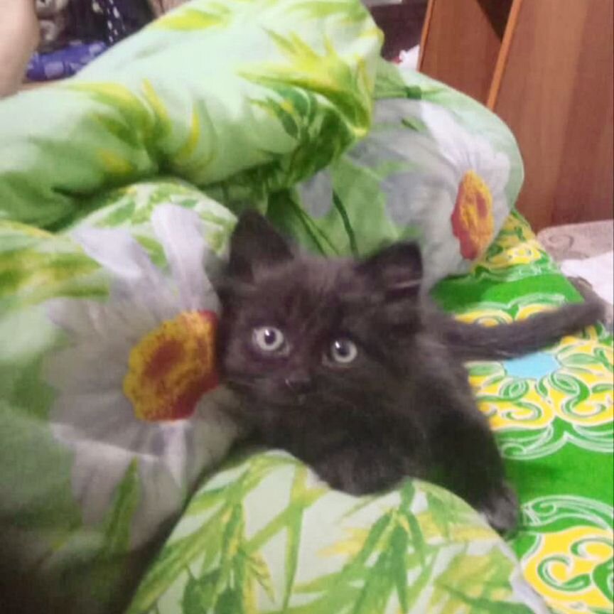 Котенок в добрые руки