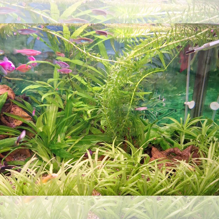 Аквариумные растения