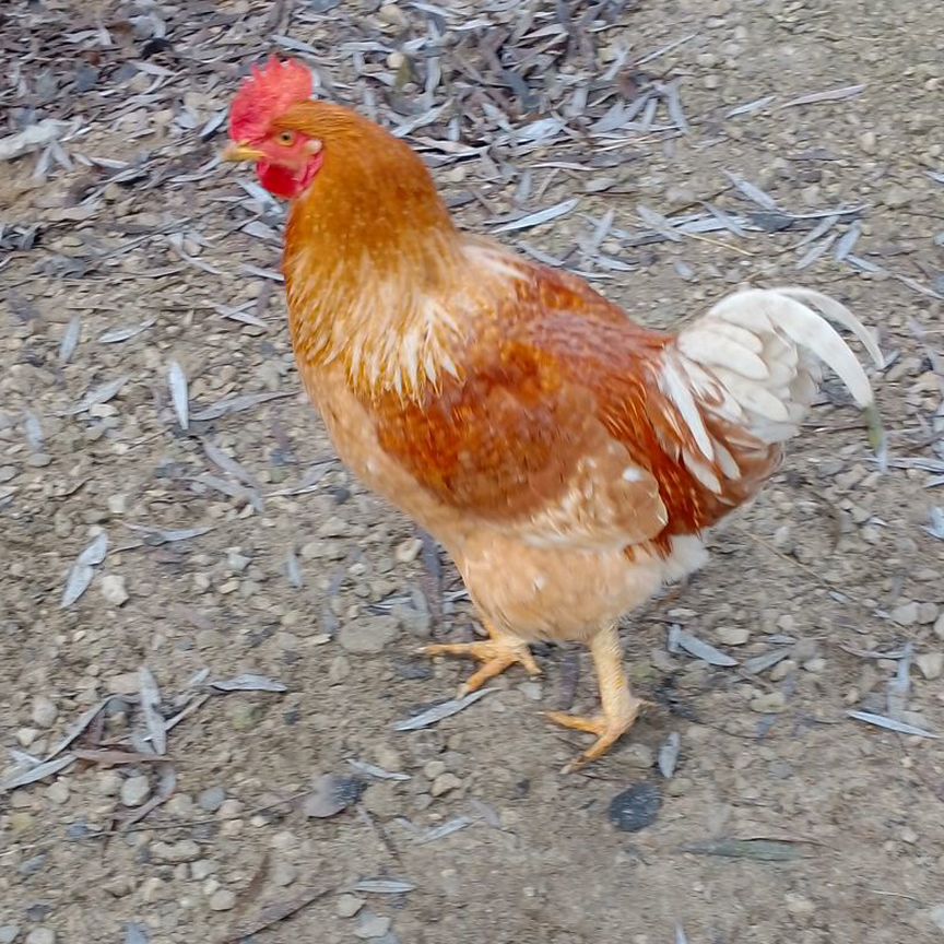 Молодые петушки