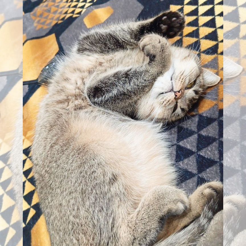 Кошечка ищет котика