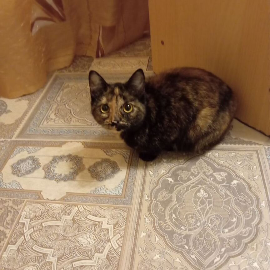 Трёхцветная кошка, 9 месяцев, в добрые руки