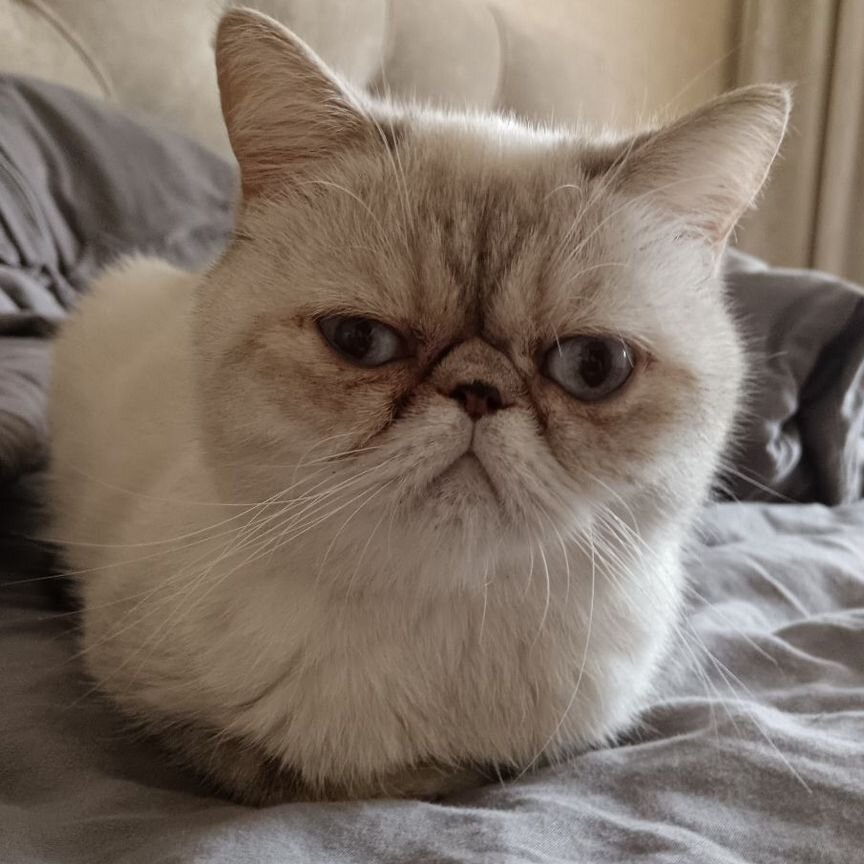 Экзотическая кошка (экзот)