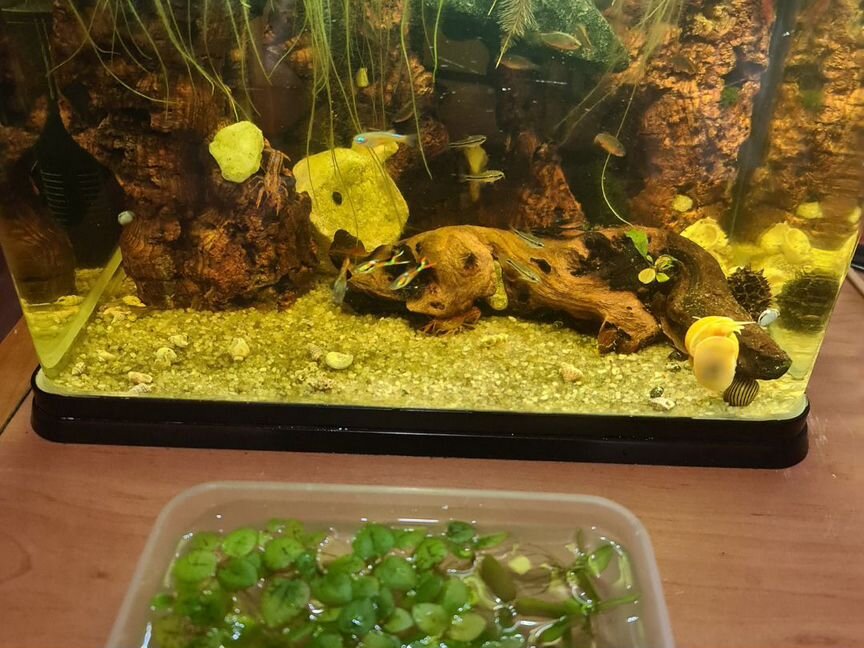 Растения для аквариума бесплатно лимнобиум