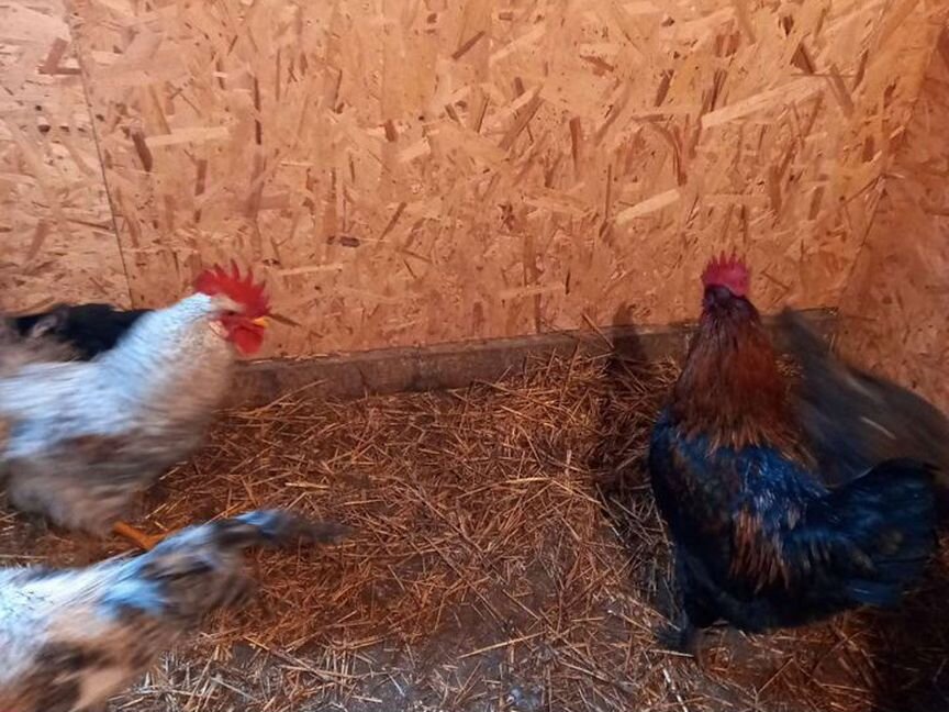 Петушки на племя