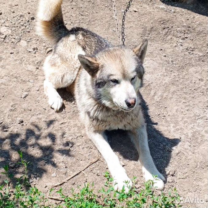 Аляскинский маламут отдам