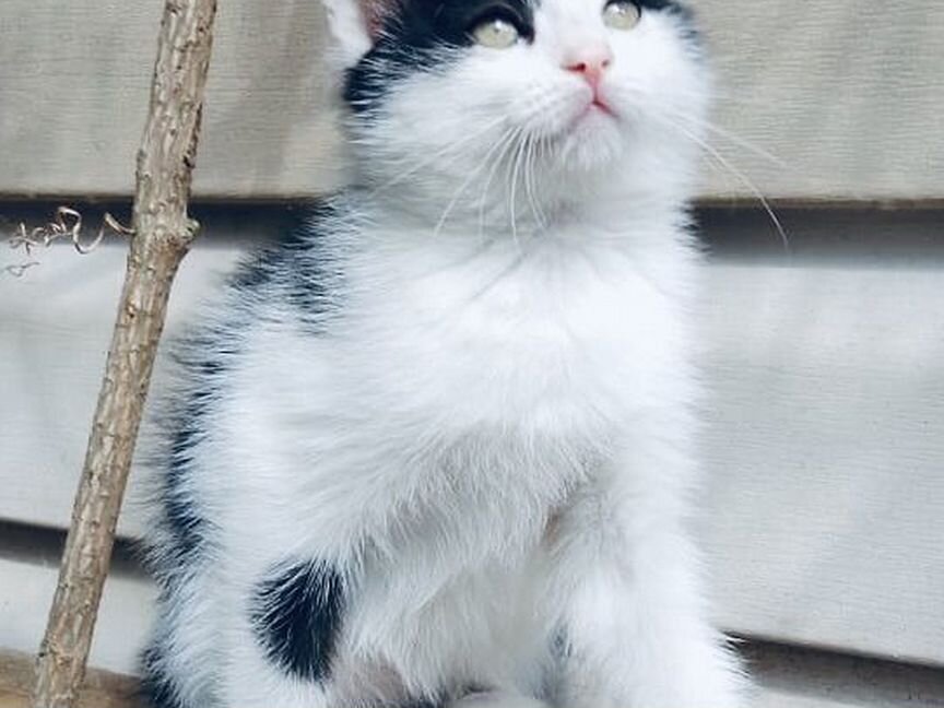 Пушистый котенок