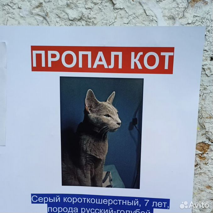 Кот в беде
