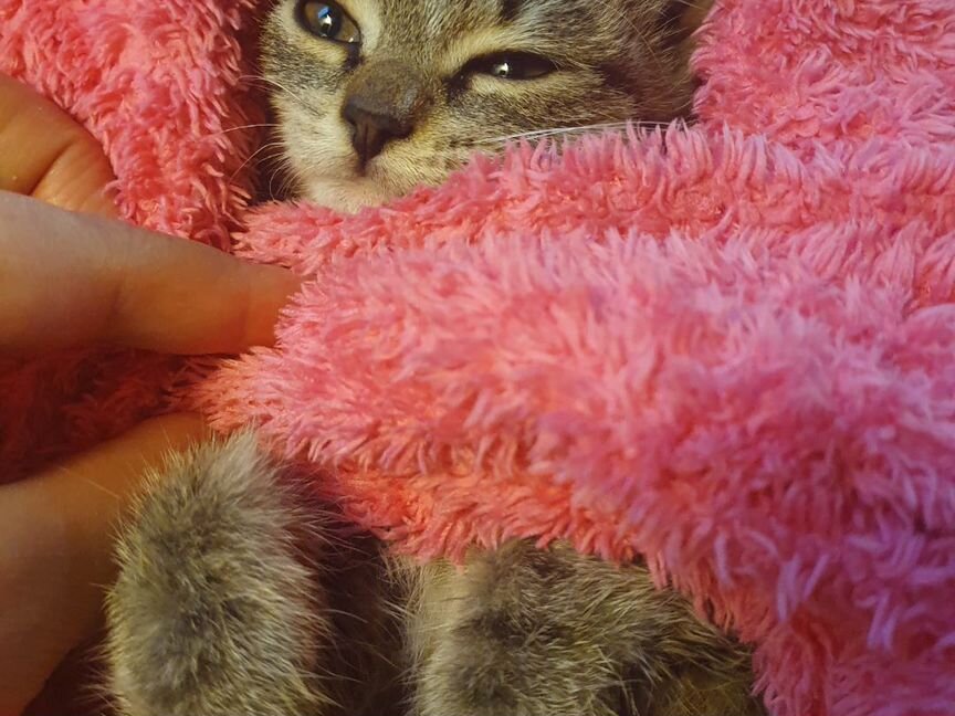 Котенок 2 мес сегодня в дождь спасен на парковке