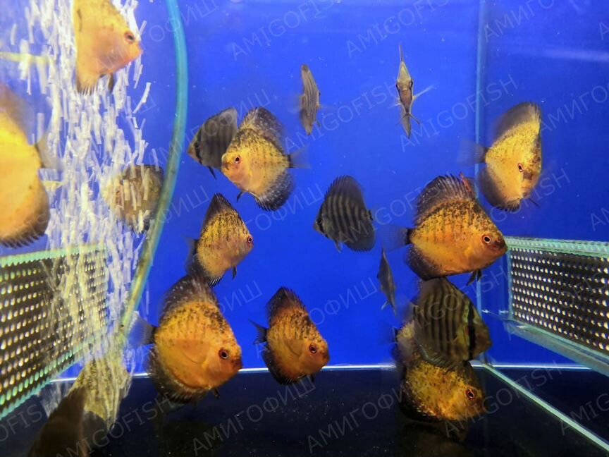 Дискус стандарт ассорти