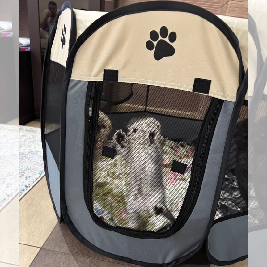 Шотландский вислоухий короткошёрстный котёнок