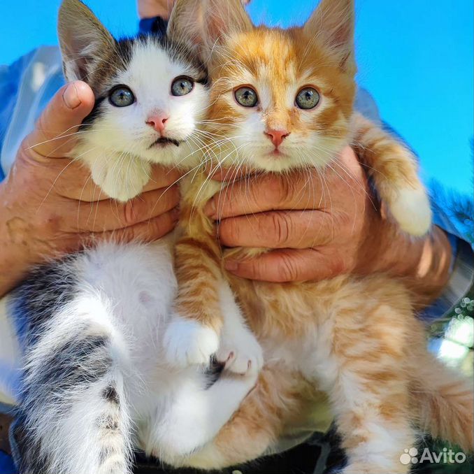2 неразлучных котенка в добрые руки