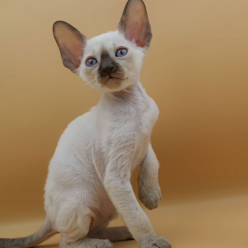 Корниш-рекс котёнок