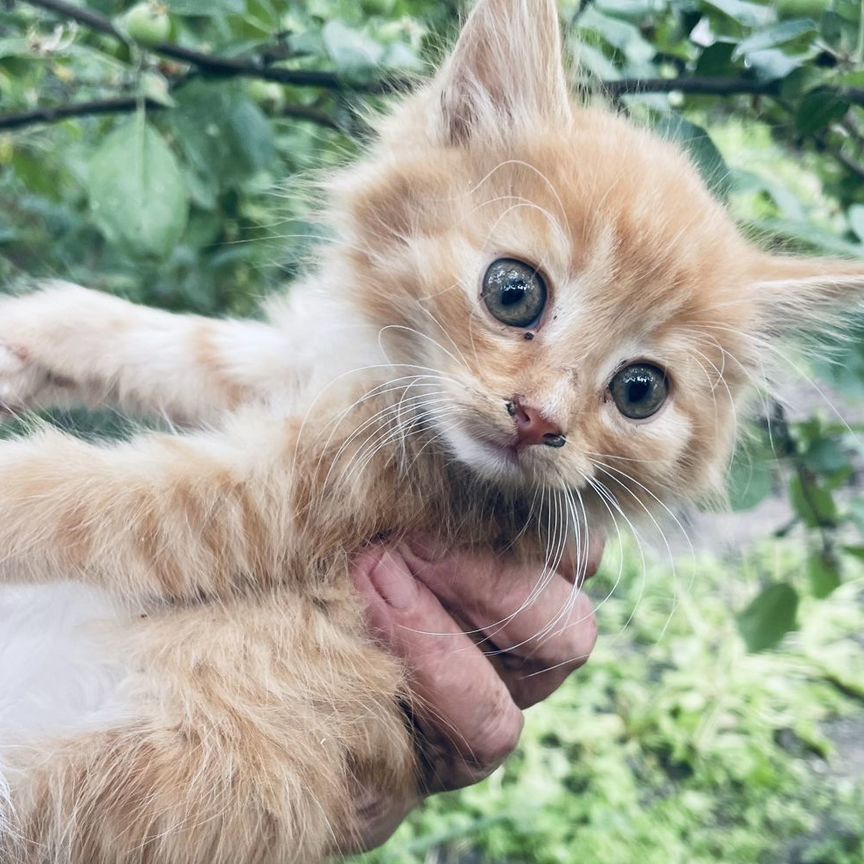 Отдаю котят в добрые руки
