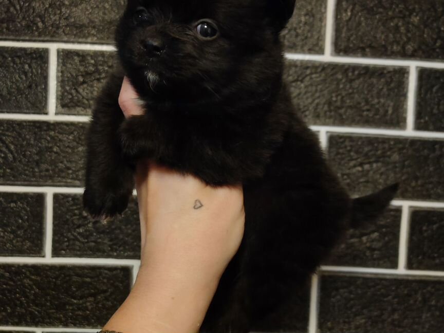 Шпиц мальчик