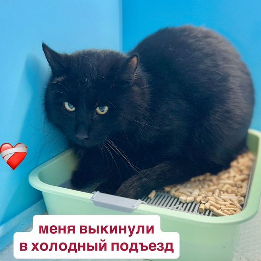 Котёнок в добрые руки