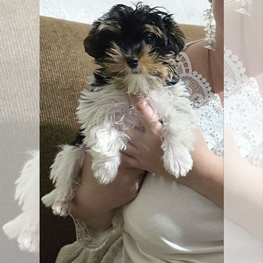 Бивер-йоркширский терьер, взрослая собака