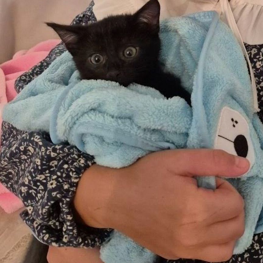 Котёнок в любящее сердце