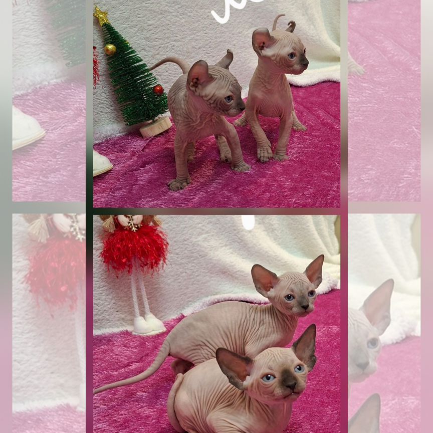 Канадский сфинкс котёнок