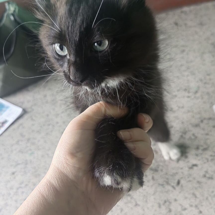 Котик-котенок