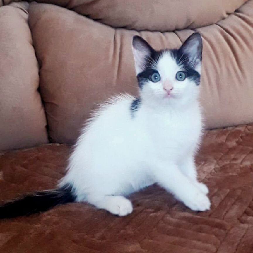 Котенок кошечка