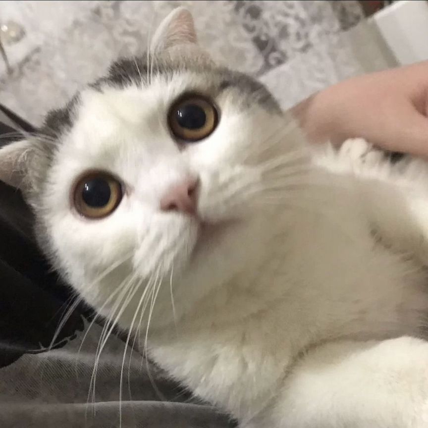 Кошка в добрые руки