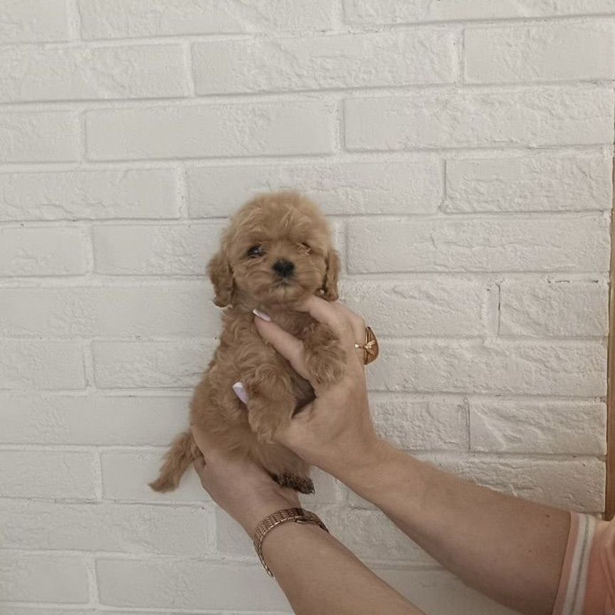 Щенки мальтипу f1 мини