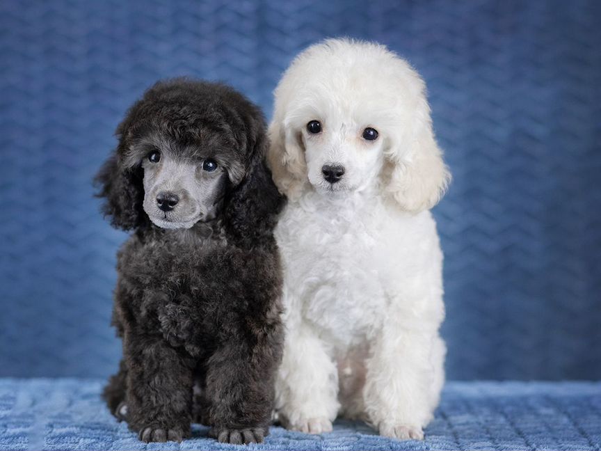 Серые и белые щенки той пуделя