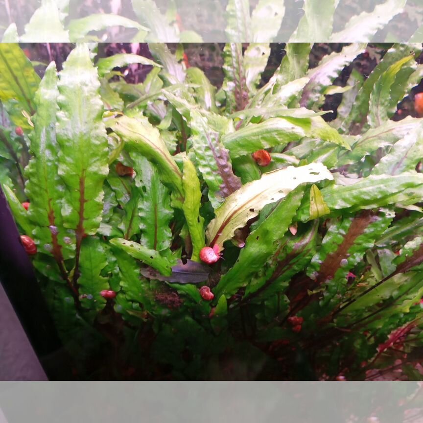 Криптокорина Вендта зеленая