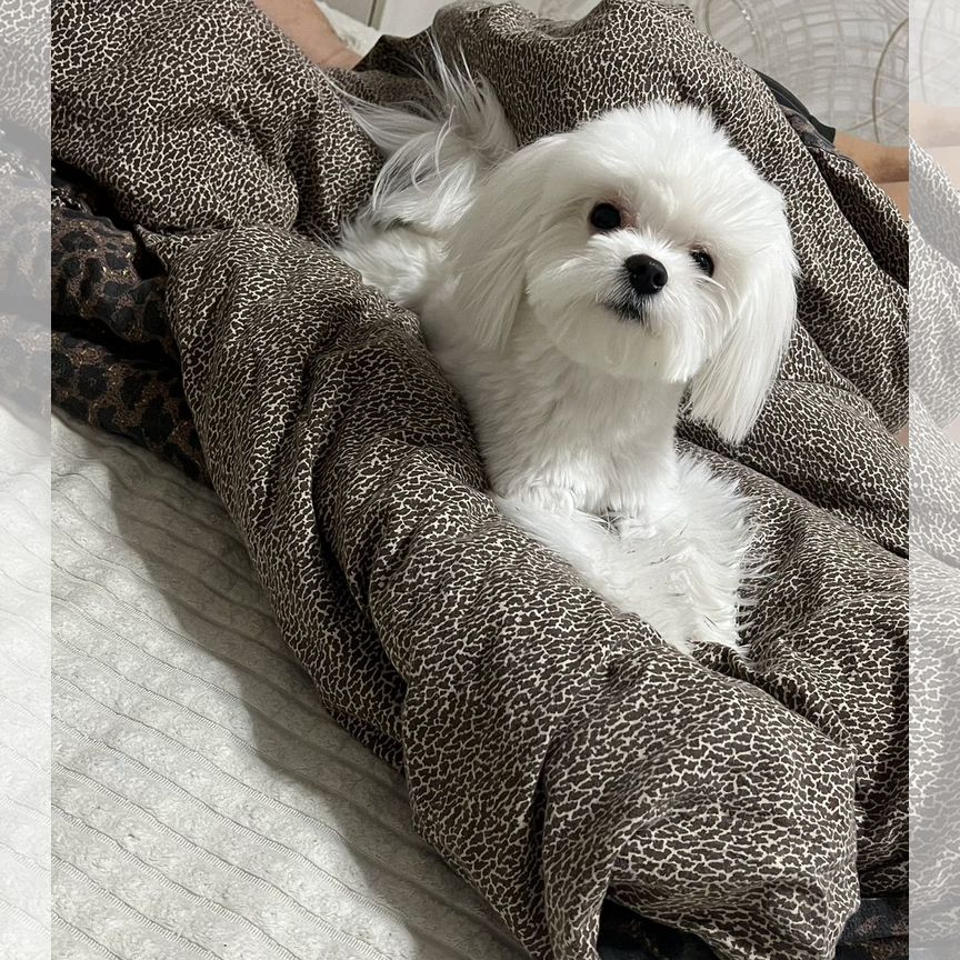 Мальтипу, вязка