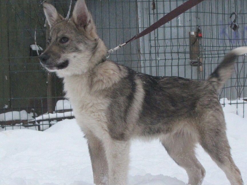 Рубин: крепкий весёлый щенок ищет дом